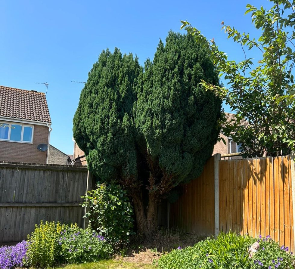 How To Select The Right Tree For A Small Garden